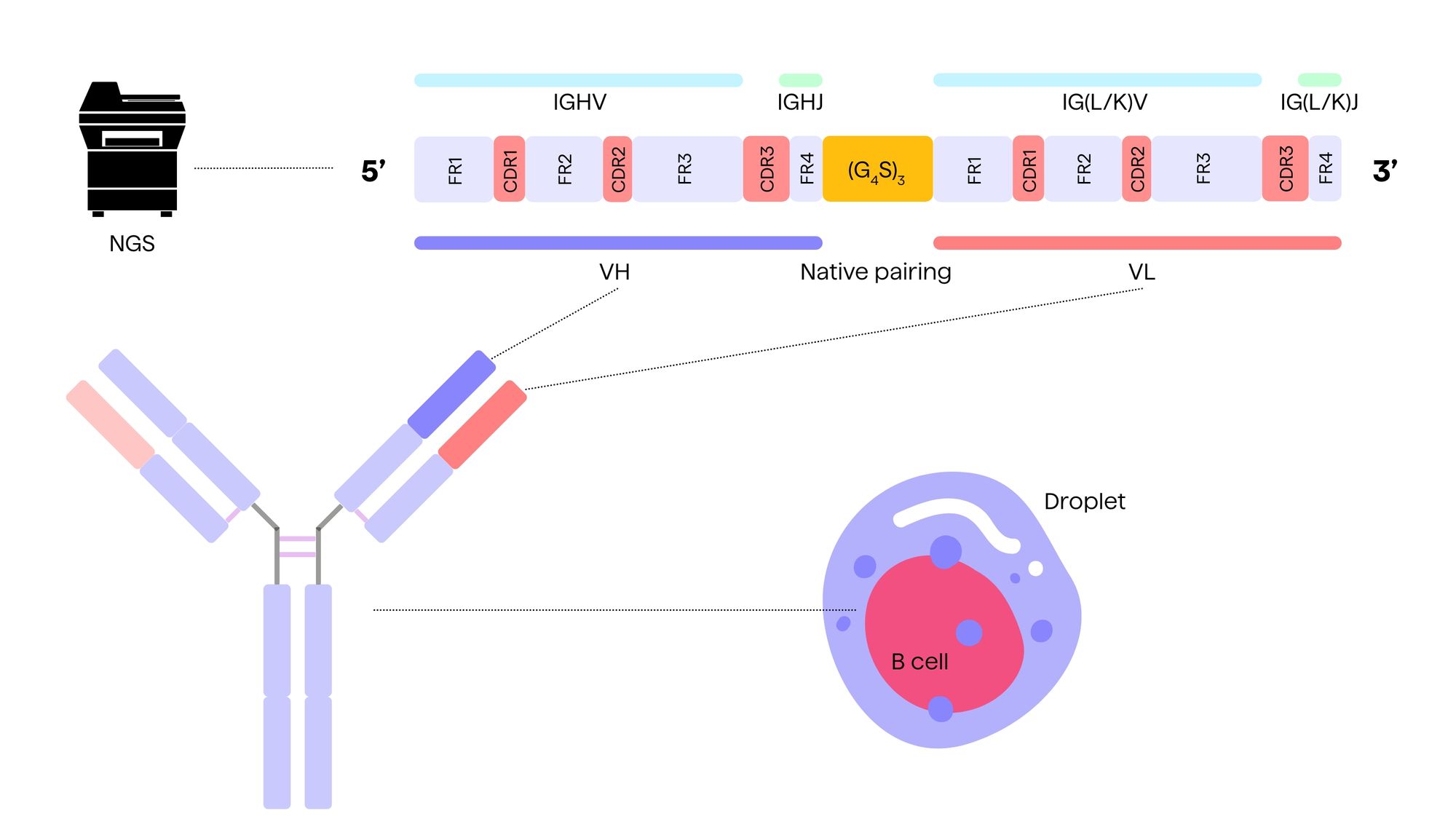 Native heavy-light chain pairing of antibodies with NGS